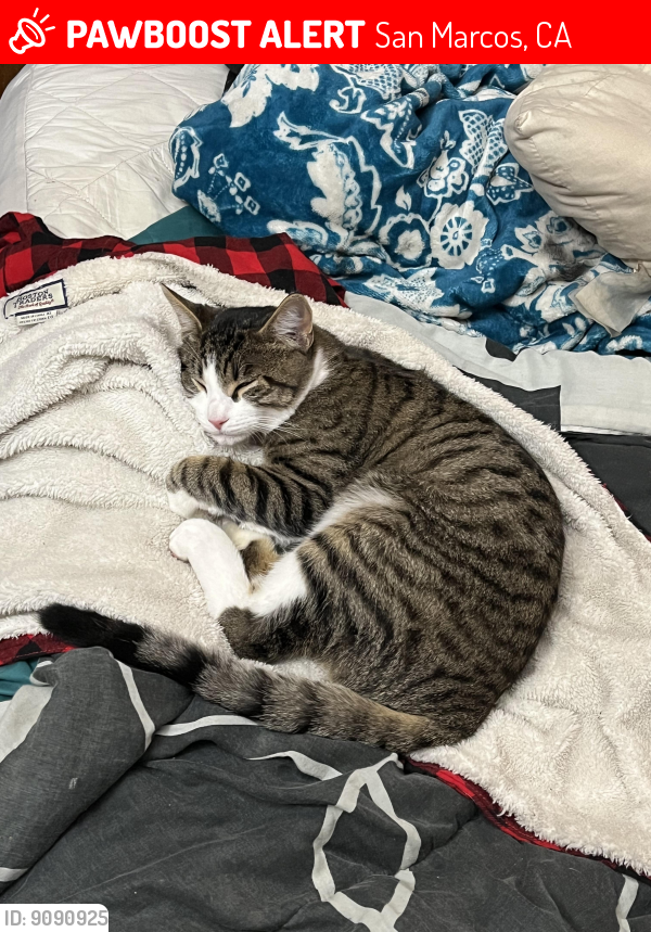 San Marcos, CA Lost Male Cat, Meow Meow Is Missing | PawBoost