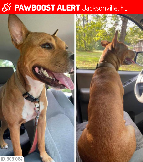 Jacksonville, FL Lost Female Dog, Meera Is Missing | PawBoost