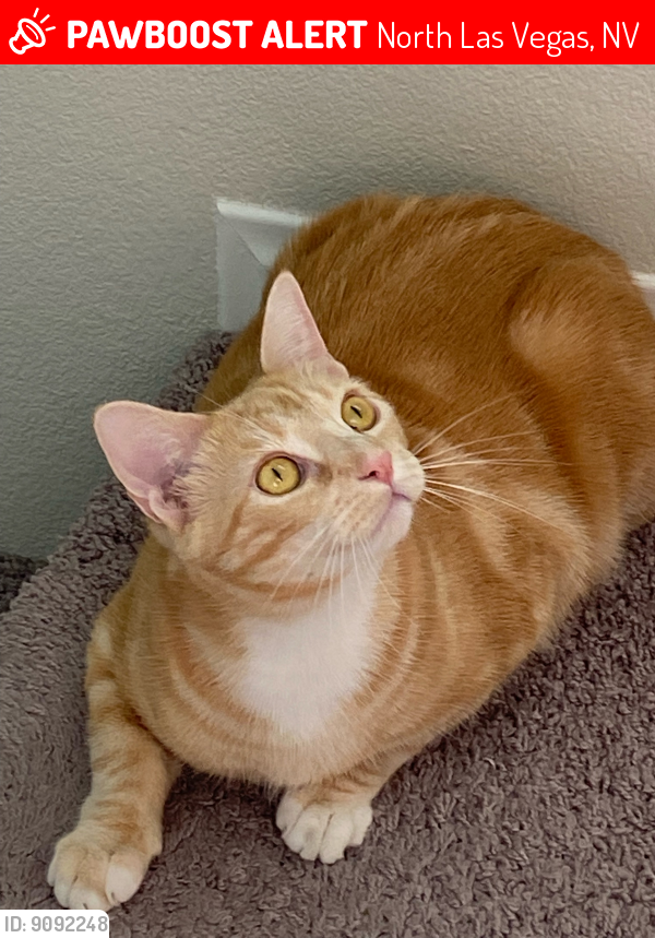 North Las Vegas, NV Lost Male Cat, Ginger Is Missing | PawBoost