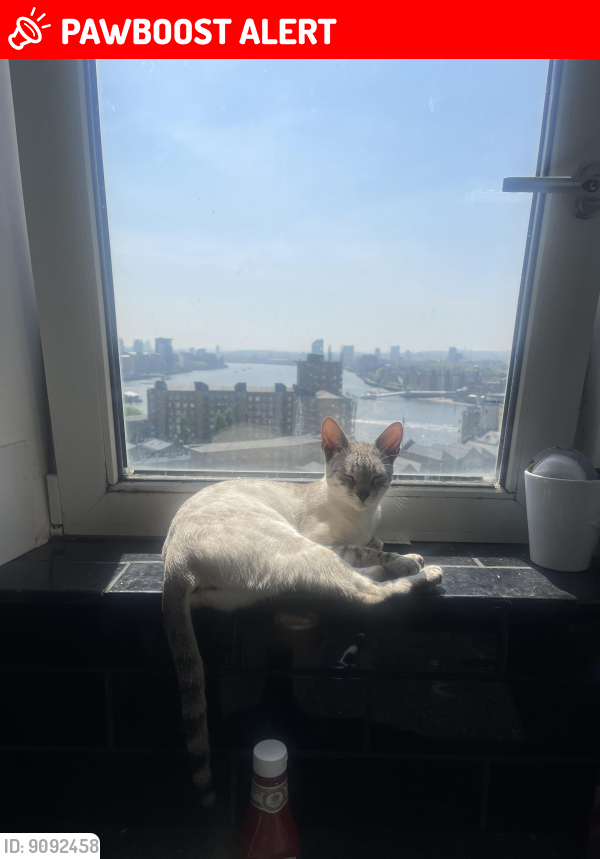 Greater London, England Lost Female Cat, Luna Is Missing | PawBoost