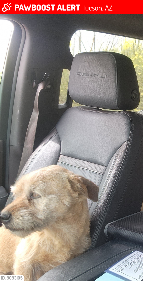 lost-male-dog-in-tucson-az-85704-named-mustachio-id-9093105-pawboost