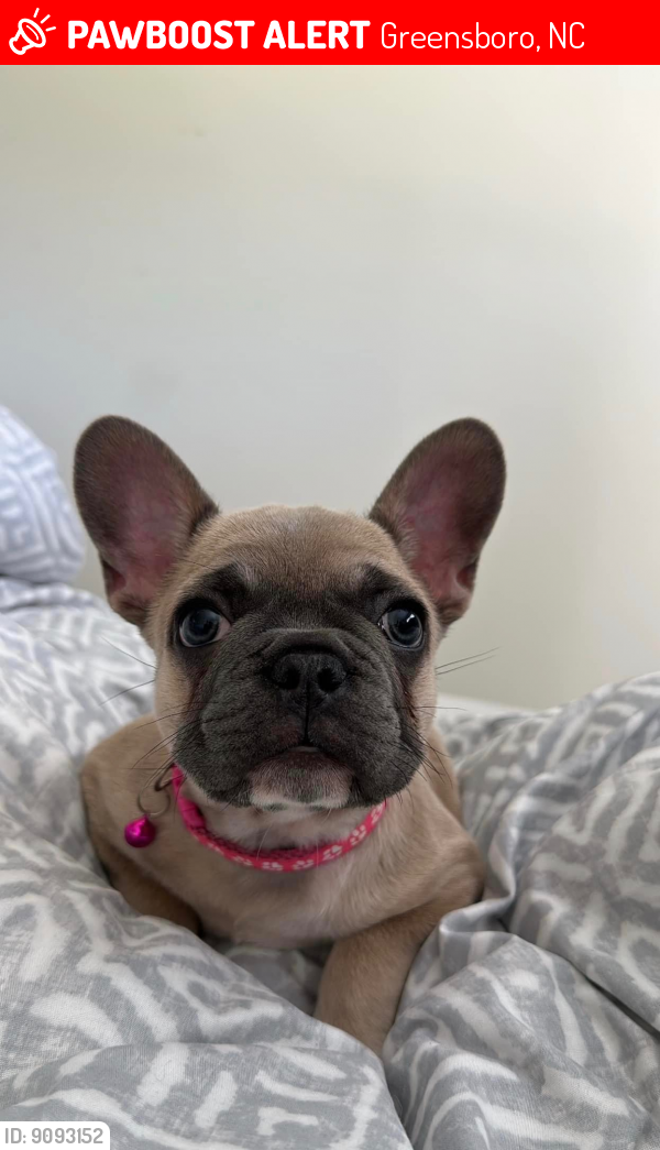 Greensboro, NC Lost Female Dog, Gretta Is Missing | PawBoost
