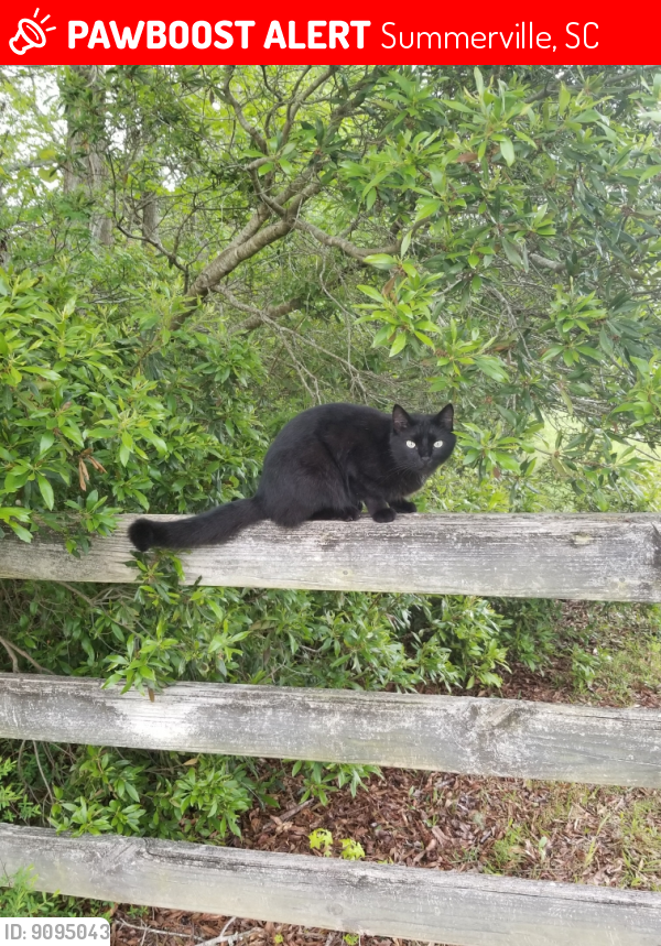 Summerville, SC Lost Male Cat, Twilight Is Missing | PawBoost