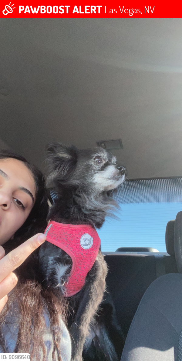 Las Vegas, NV Lost Female Dog, Eboni Is Missing | PawBoost