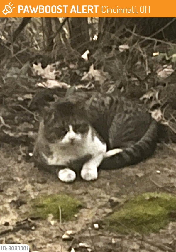 Cincinnati, OH Stray Cat Found Near Brookstone Village apmts | PawBoost