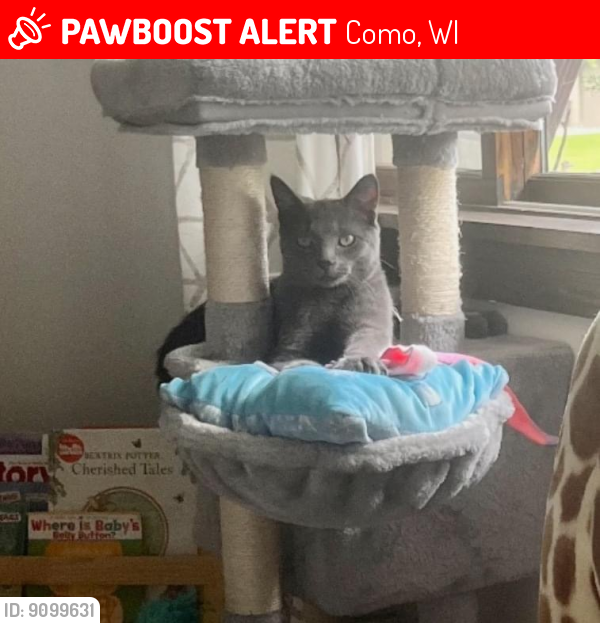 Como, WI Lost Male Cat, Romeo Is Missing | PawBoost