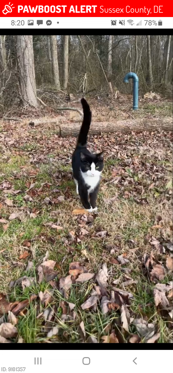 Sussex County, DE Lost Male Cat, Oreo Is Missing | PawBoost