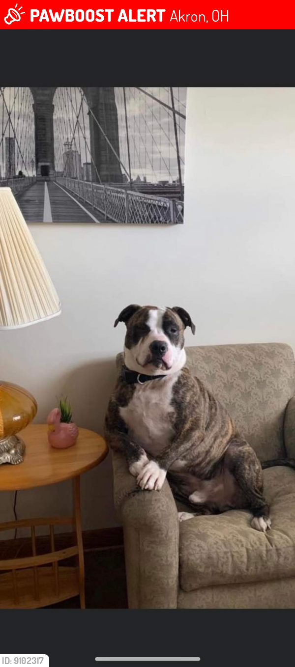 Akron, OH Lost Male Dog, Bentley Is Missing | PawBoost