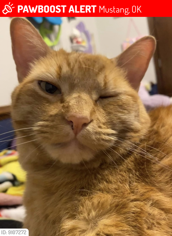Mustang, OK Lost Male Cat, Willy Is Missing | PawBoost