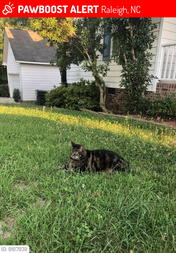 Raleigh, NC Lost Female Cat, Mittens Is Missing | PawBoost