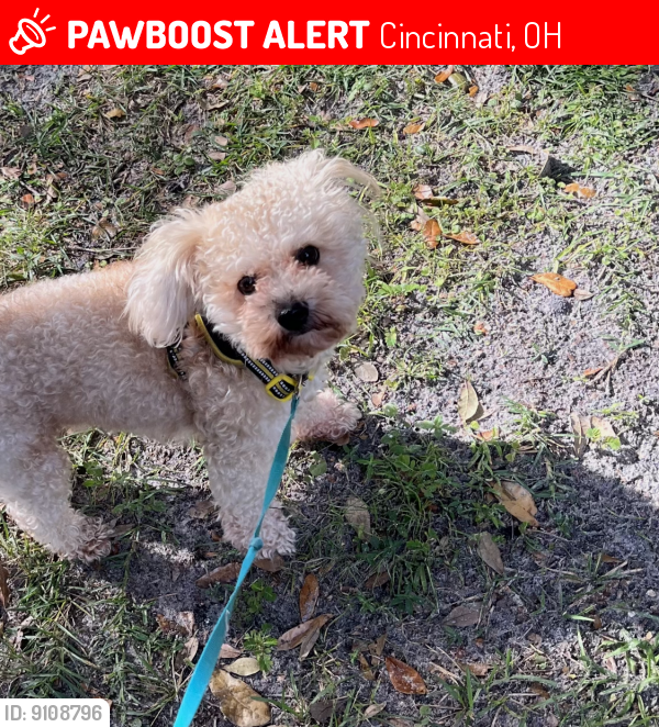 Cincinnati, OH Lost Male Dog, Buddy Is Missing | PawBoost