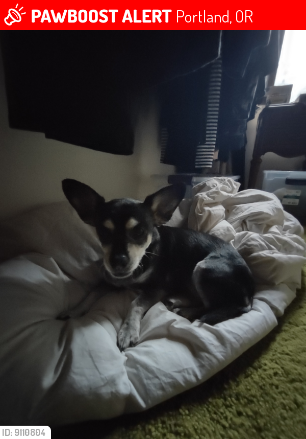 Portland, OR Lost Female Dog, Beau Is Missing | PawBoost