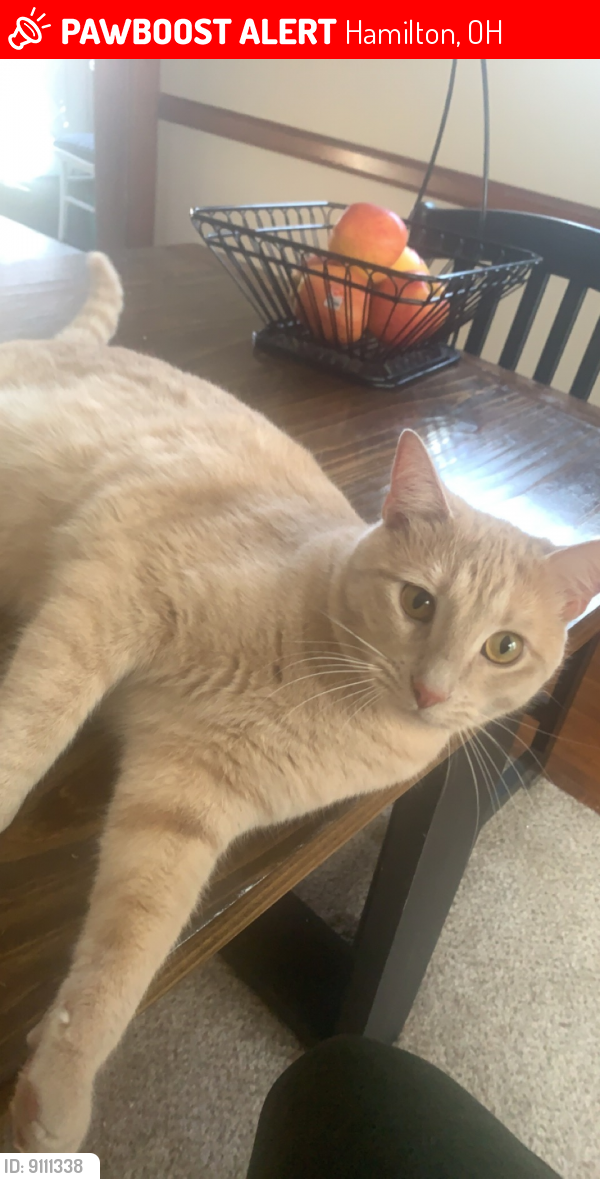 Hamilton, OH Lost Male Cat, Elliot Is Missing | PawBoost