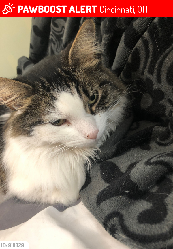 Cincinnati, OH Lost Female Cat, Moxey Is Missing | PawBoost