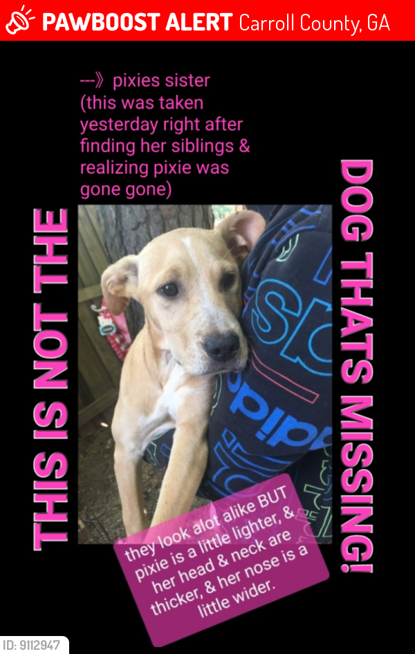 Carroll County, GA Lost Female Dog, Pixie Is Missing | PawBoost