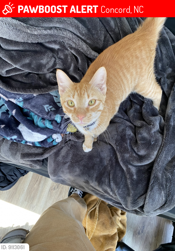 Concord, NC Lost Male Cat, Krash Is Missing | PawBoost