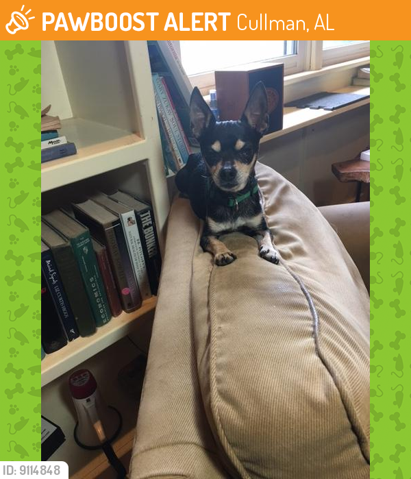 Rehomed Male Dog in Cullman, AL 35057 (ID: 69114848) | PawBoost