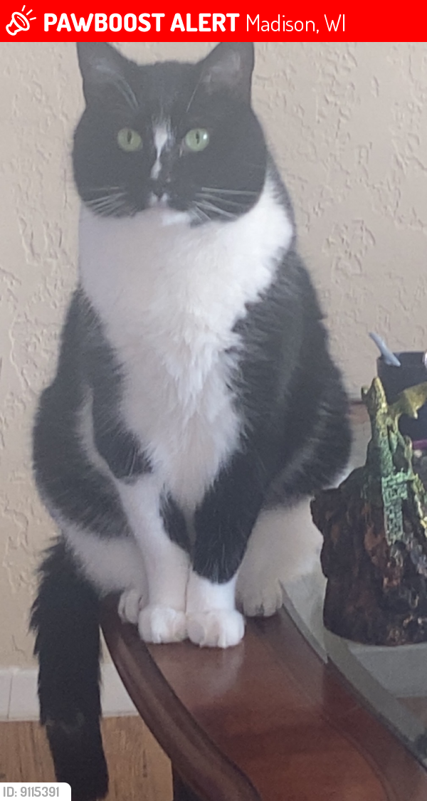 Madison, WI Lost Male Cat, Montezuma Is Missing | PawBoost