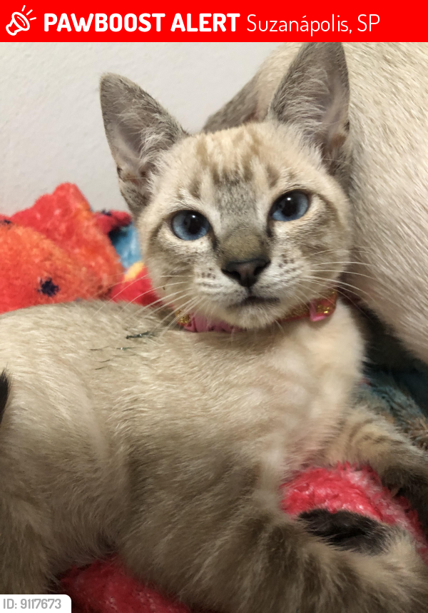 Suzanápolis, SP Lost Female Cat, Mayah Is Missing | PawBoost