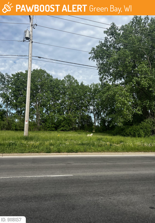 Green Bay, WI Stray Dog Found Near Empty grass field next to the mini ...
