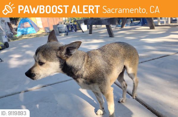 Sacramento, CA Stray Male Dog Found Near Tamoshanter Way & Matson Dr ...