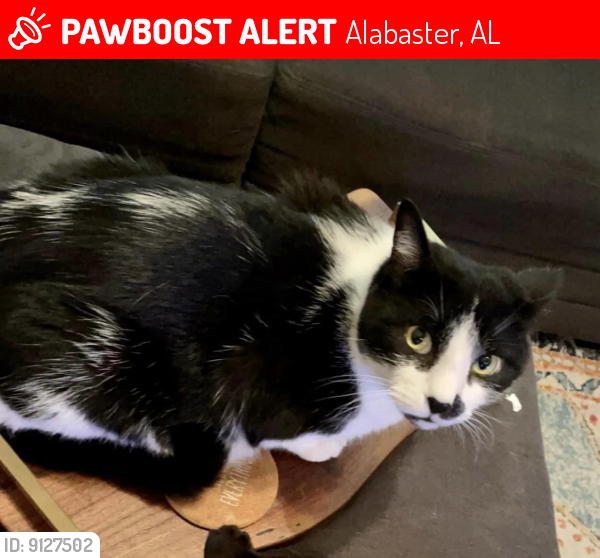 Alabaster, AL Lost Male Cat, Oreo Is Missing | PawBoost