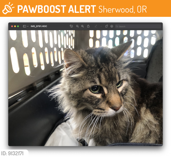 Sherwood, OR Stray Cat Found Near NW Pacific Hwy and Cipole | PawBoost