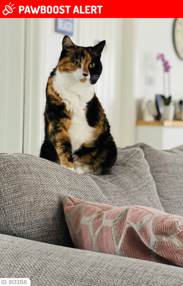 Dorset, England Lost Female Cat, Codie Is Missing | PawBoost