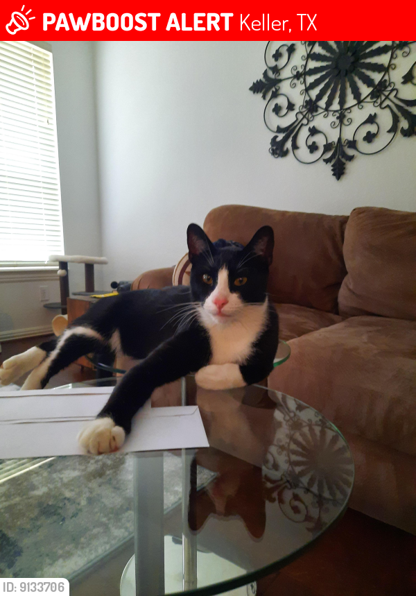 Keller, TX Lost Male Cat, Milo Is Missing | PawBoost