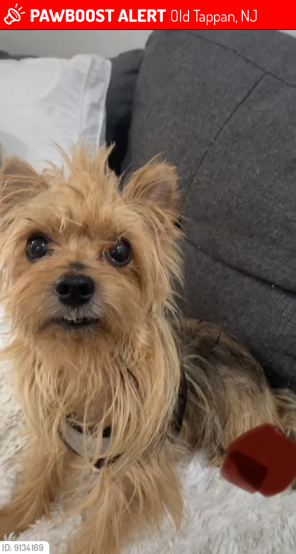 Old Tappan, NJ Lost Male Dog, Tomy Is Missing | PawBoost