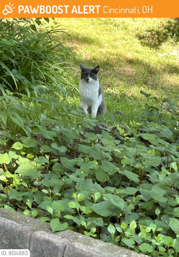 Cincinnati, OH Stray Cat Found Near Gilna Court at Westbrook Dr ...