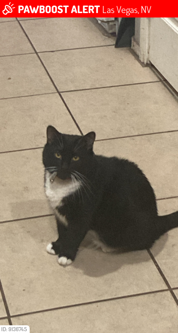 Las Vegas, NV Lost Male Cat, Mikey Is Missing | PawBoost