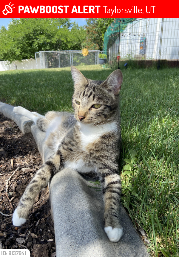 Taylorsville, UT Lost Male Cat, Saturn Is Missing | PawBoost