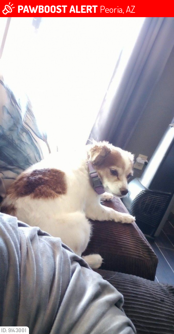 Peoria, AZ Lost Female Dog, Elsa Is Missing | PawBoost