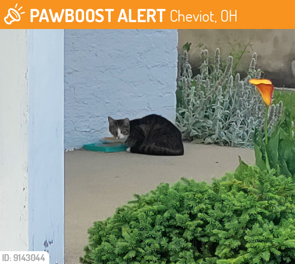 Cheviot, OH Stray Cat Found Near School Section Road | PawBoost