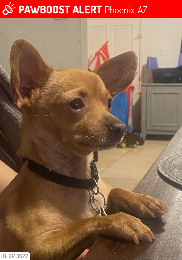Phoenix, AZ Lost Male Dog, Max Is Missing | PawBoost