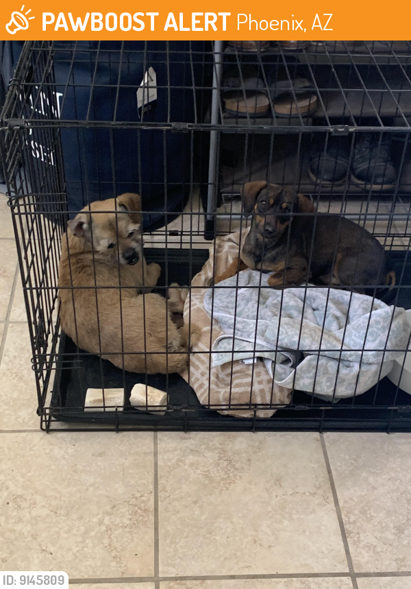 Phoenix, AZ Stray Male Dog Found Near Roosevelt and 16th | PawBoost