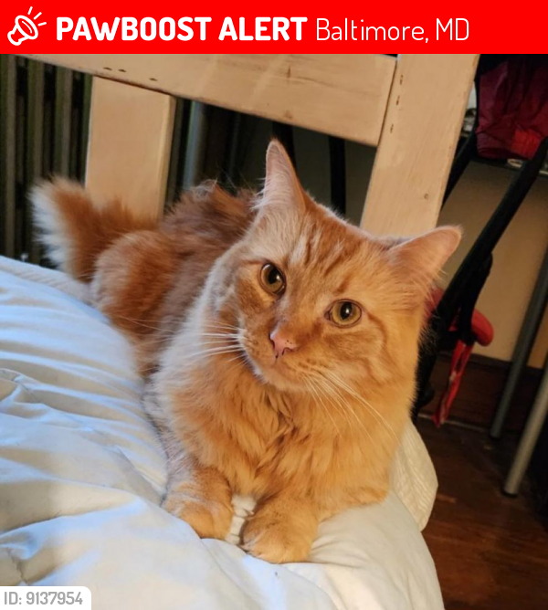 Baltimore, MD Lost Male Cat, Draco Is Missing | PawBoost
