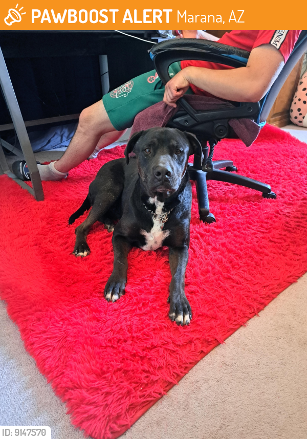 Marana, AZ Stray Male Dog Found Near By bridge on Trico Marana | PawBoost