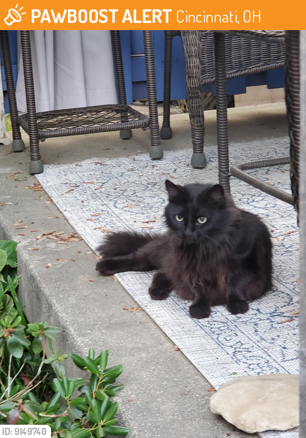 Cincinnati, OH Stray Cat Found Near Stanley and Morris Place | PawBoost