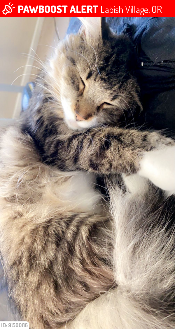 Labish Village, OR Lost Male Cat, Chalupa Is Missing | PawBoost