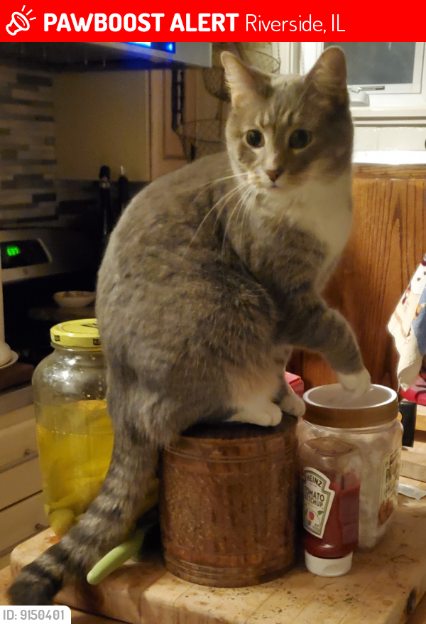 Riverside, IL Lost Female Cat, Gramma Cat Is Missing | PawBoost
