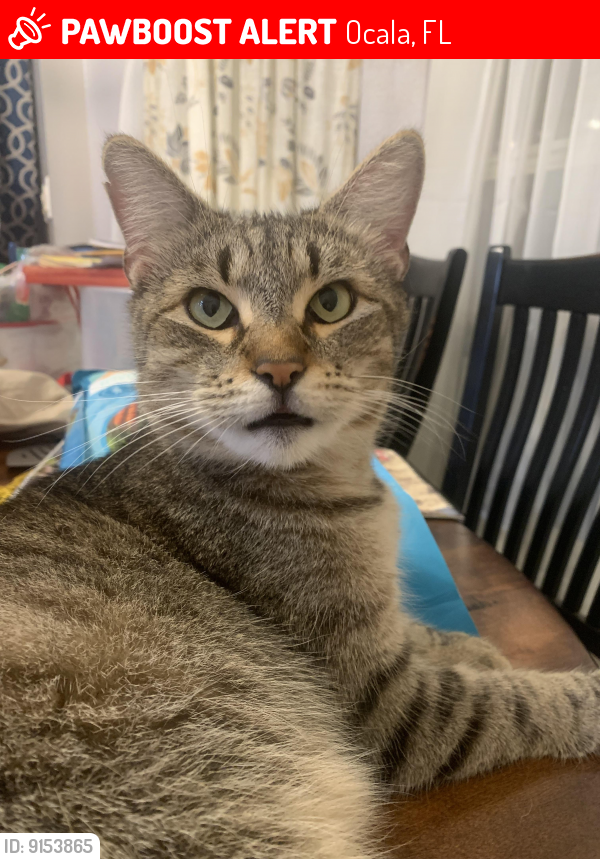 Ocala, FL Lost Male Cat, Tommy Is Missing | PawBoost