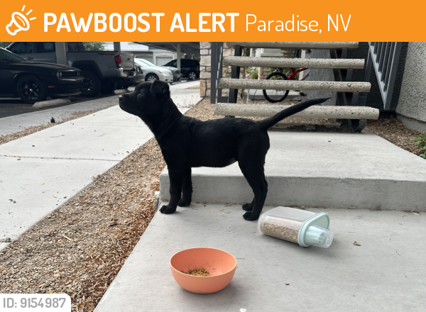 Paradise, NV Stray Dog Found Near Silverado Ranch and Pollock | PawBoost