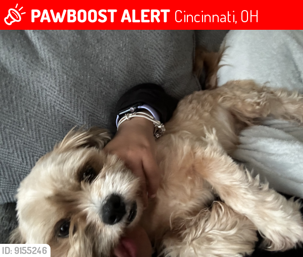 Cincinnati, OH Lost Female Dog, Eva Is Missing | PawBoost