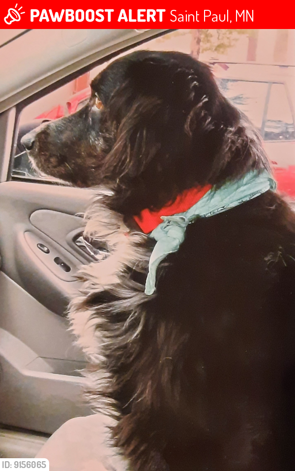 Saint Paul, MN Lost Male Dog, Max Is Missing | PawBoost