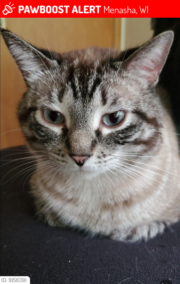 Menasha, WI Lost Male Cat, Mr Cat Is Missing | PawBoost