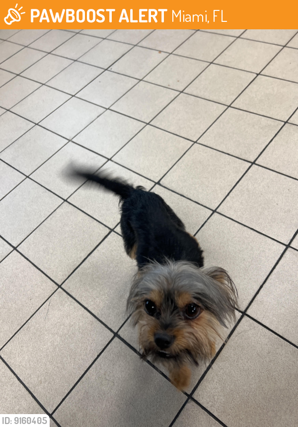 Miami, FL Stray Male Dog Found Near Midtown Miami Post Office/Petsmart ...