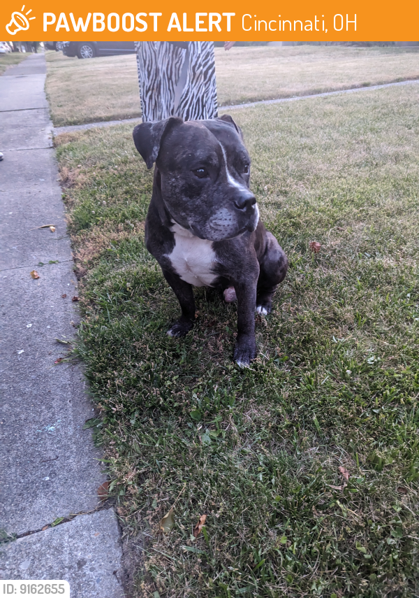 Cincinnati, OH Stray Male Dog Found Near Ferguson, Veezey | PawBoost