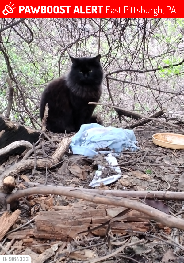 East Pittsburgh, PA Lost Female Cat, Mittens Is Missing | PawBoost